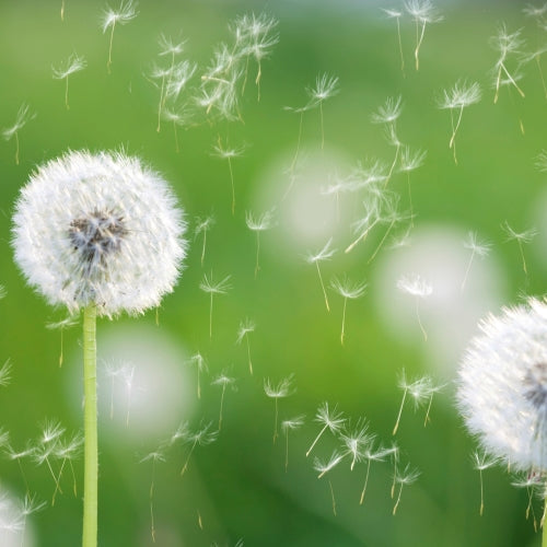 Dust & Pollen – Airpura Industries